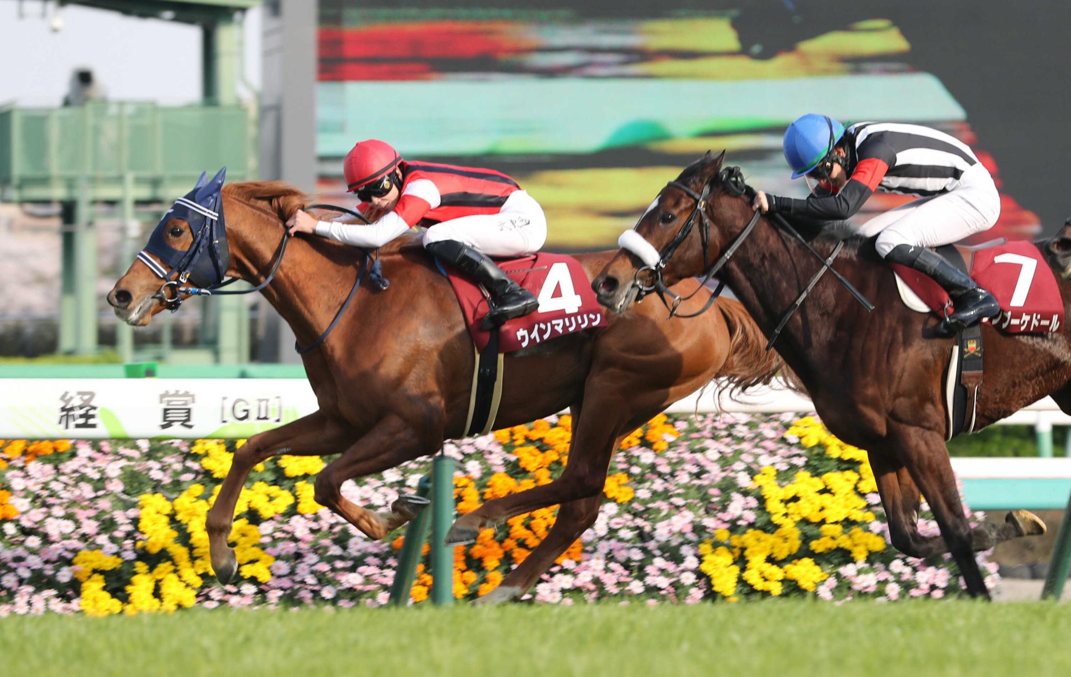 今週の重賞レース【 日経賞g2】2022 当たると話題の競馬予想！