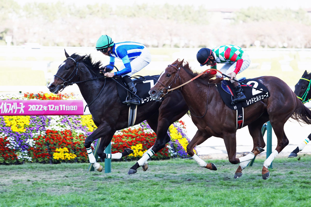 今週の重賞レース無料予想【 阪神ジュベナイルフィリーズg1】2022 当たると話題の競馬予想!